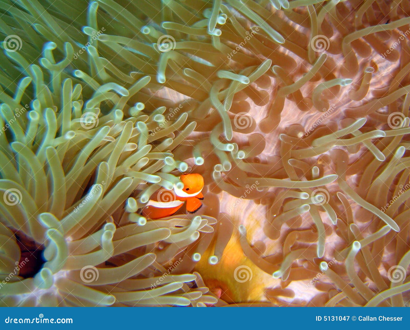Nemo the clownfish stock image. Image of clownfish, colourful - 5131047
