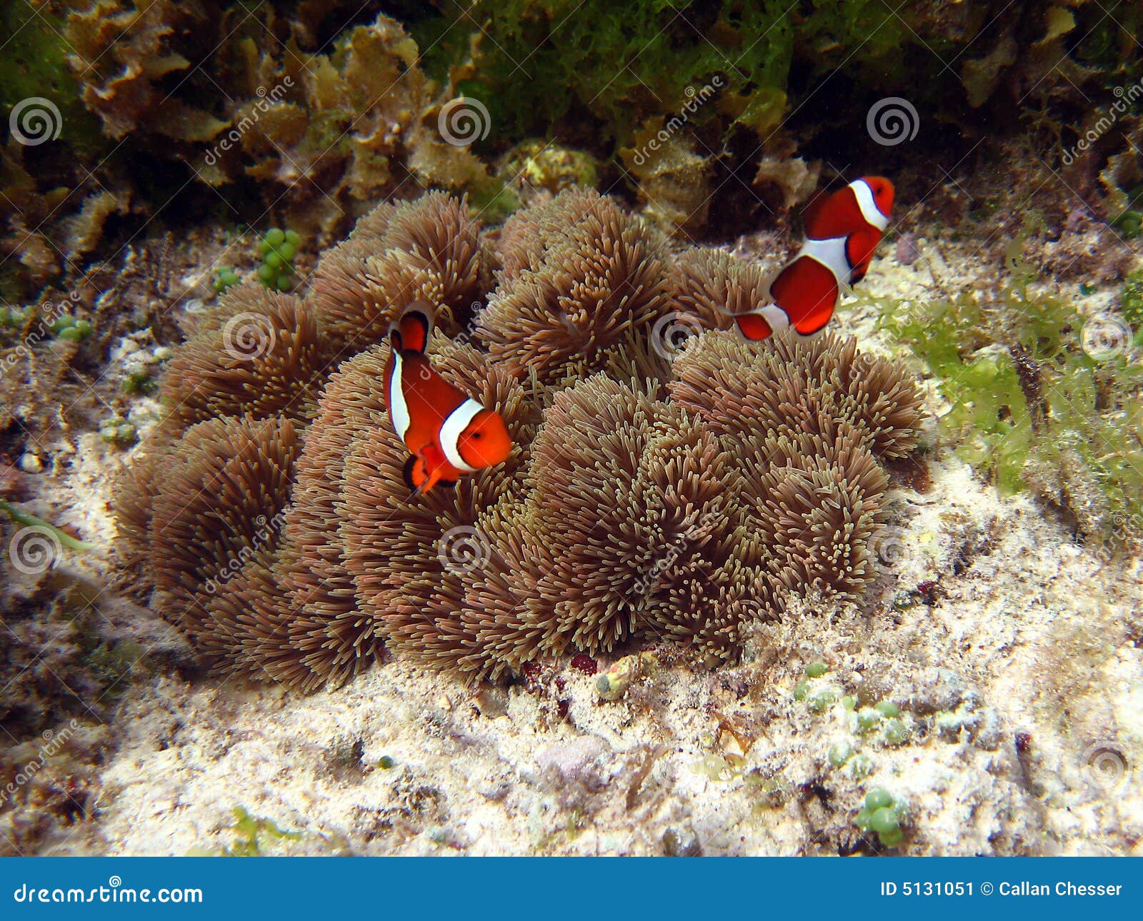 Nemo the clownfish stock image. Image of aqua, clown, marine - 5131051
