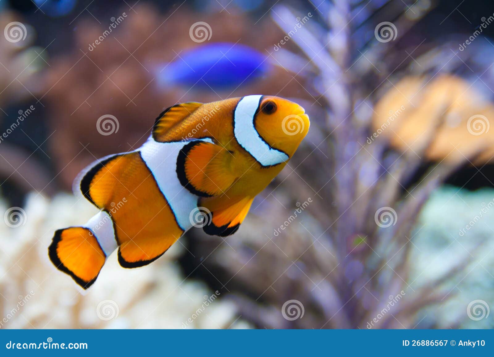 Nemo (clownfish, Anemonefish, Amphiprioninae) Stock Image - Image of ...