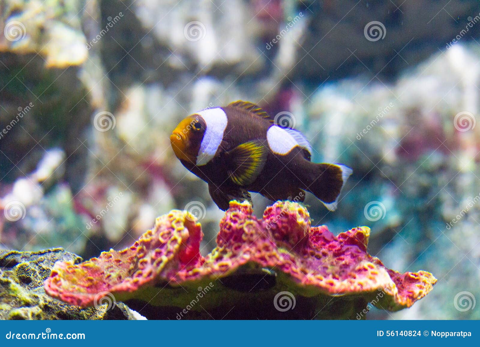 Nemo Clownfish Royalty-Free Stock Image | CartoonDealer.com #56236186