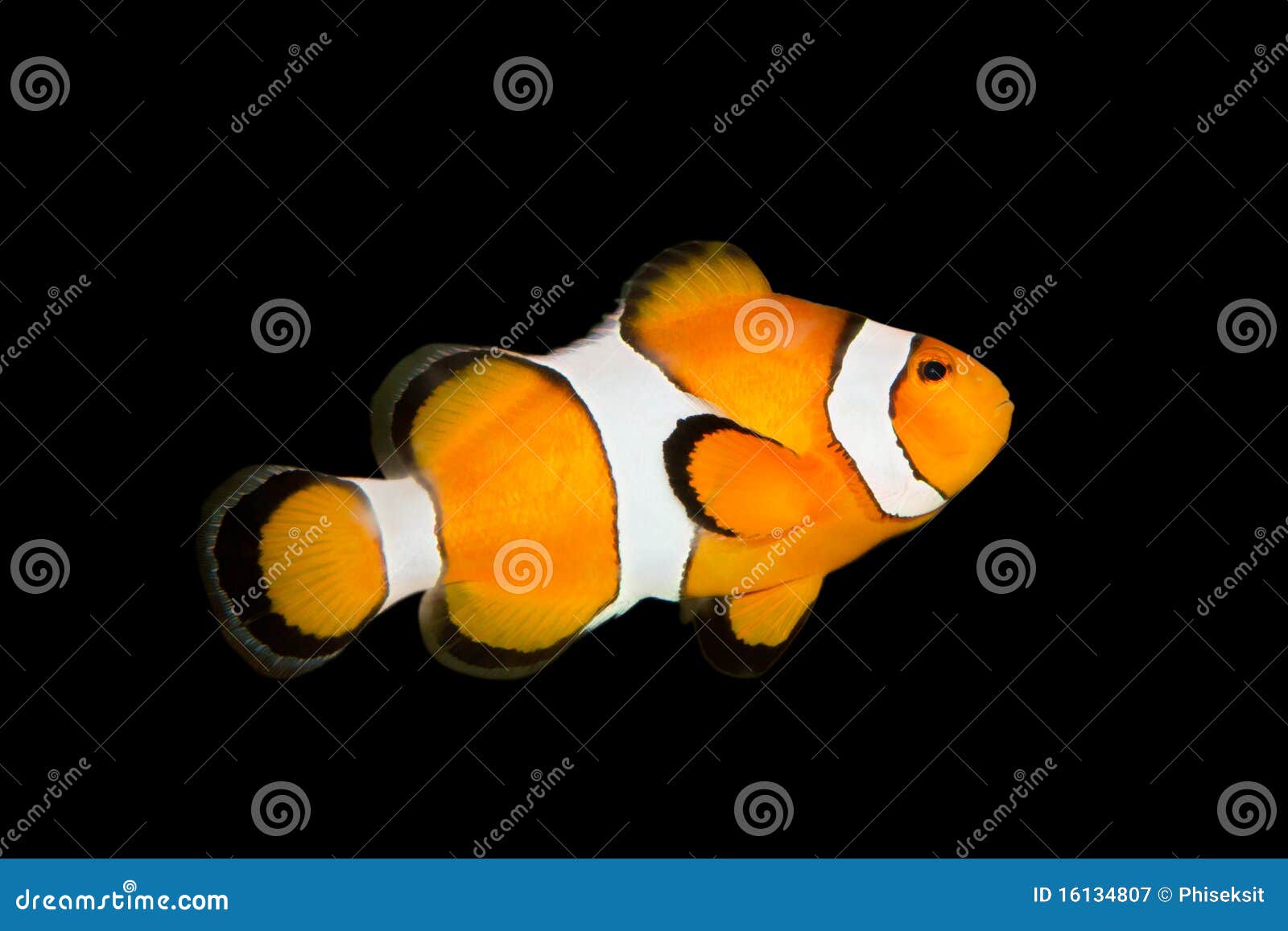 Nemo de los pescados imagen de archivo. Imagen de salto - 16134807