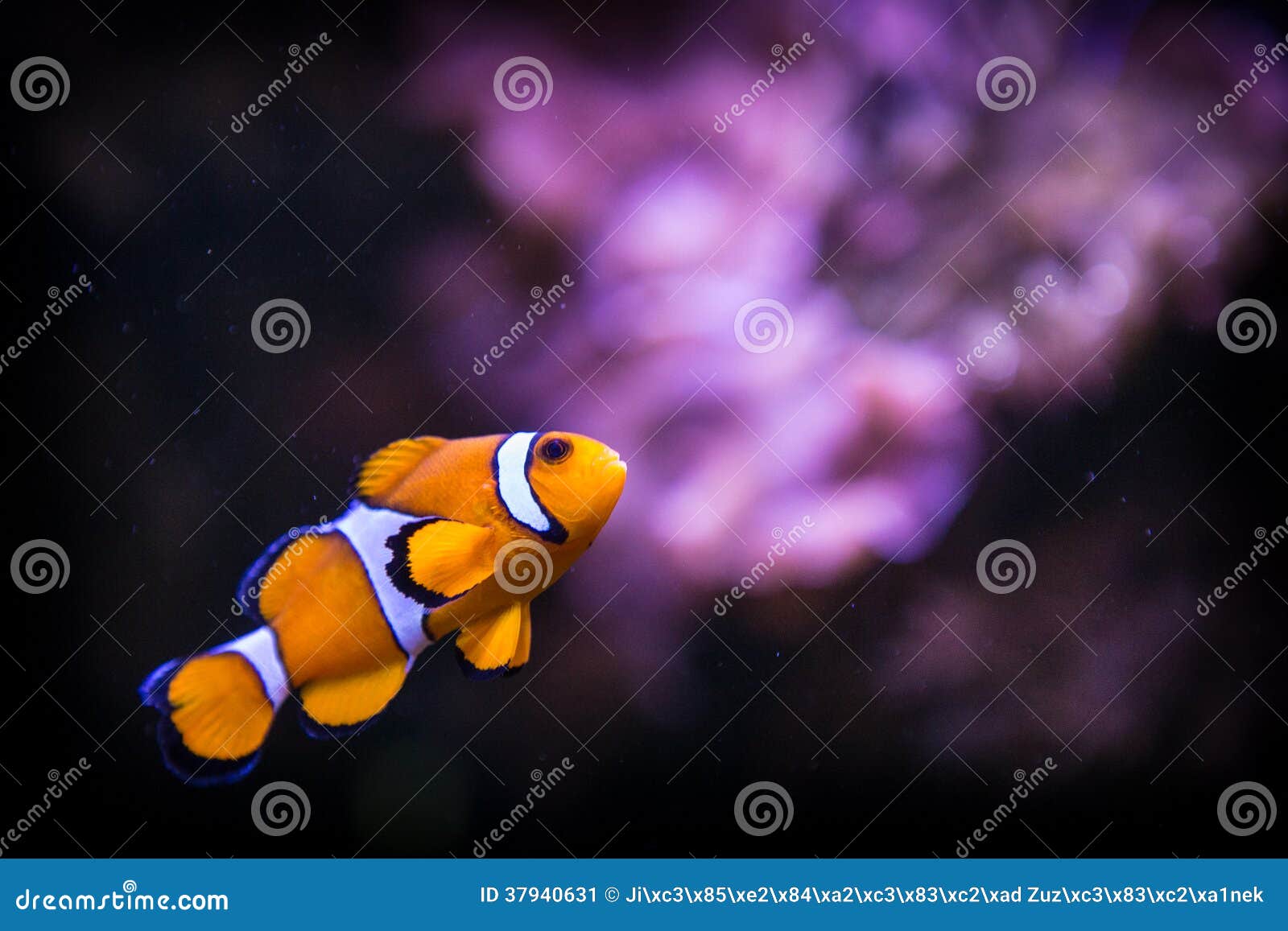 Nemo de los pescados imagen de archivo. Imagen de salino - 37940631