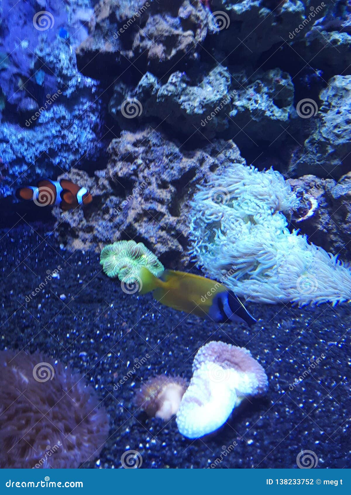 Nemo and Dory stock photo. Image of nemo, fish, dory - 138233752