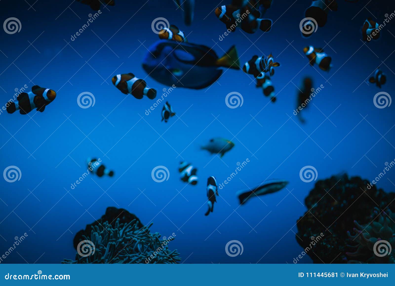 Nemo and Dory Floating in Aquarium Stock Image - Image of australia ...