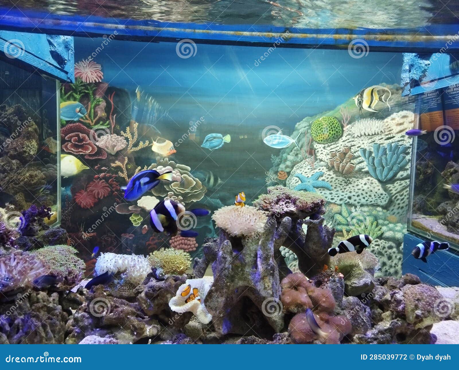Nemo and Dory are Swimming in the Aquarium Stock Photo - Image of nemo ...