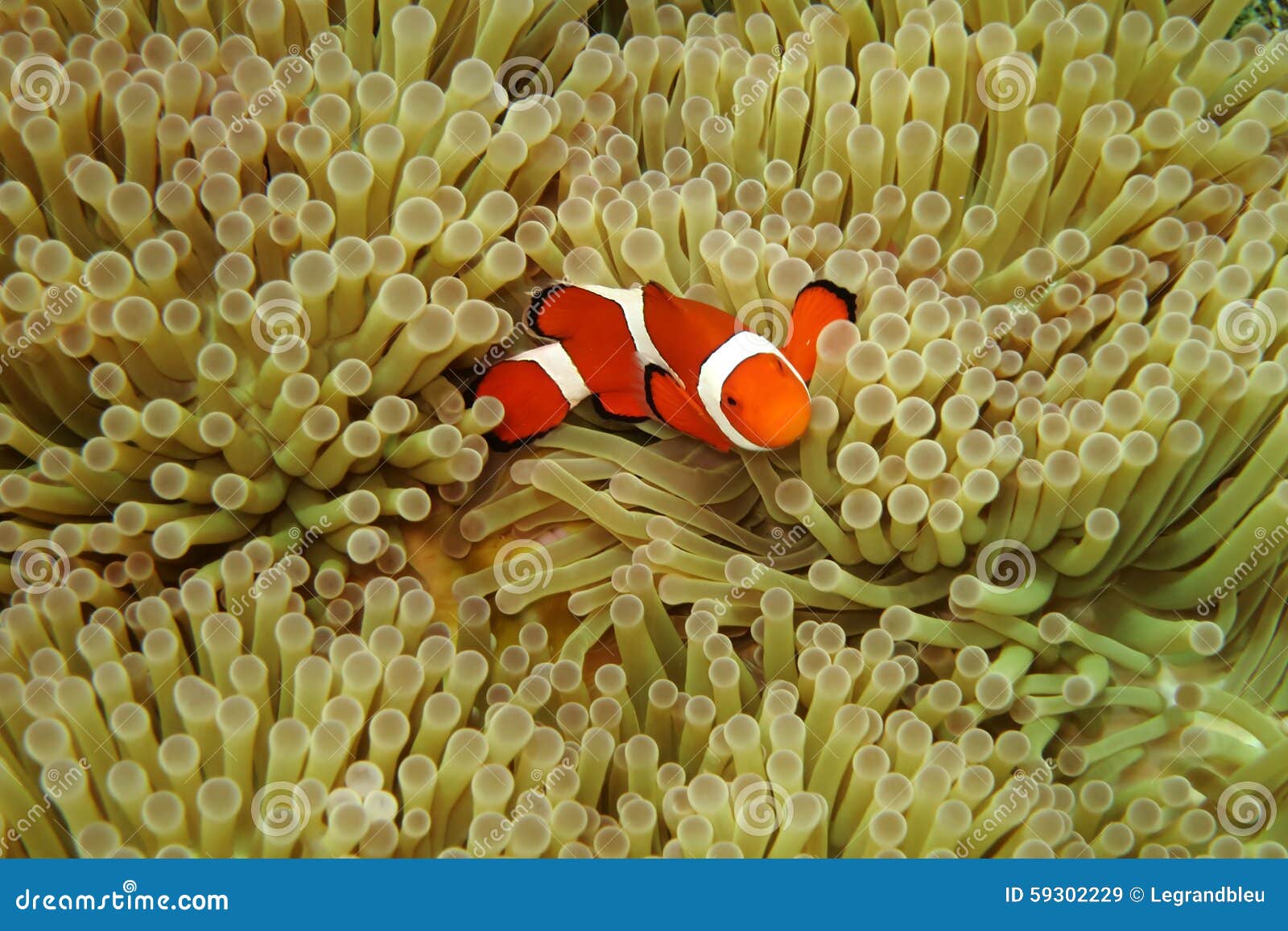 Nemo em anêmonas de mar imagem de stock. Imagem de amarelo - 59302229
