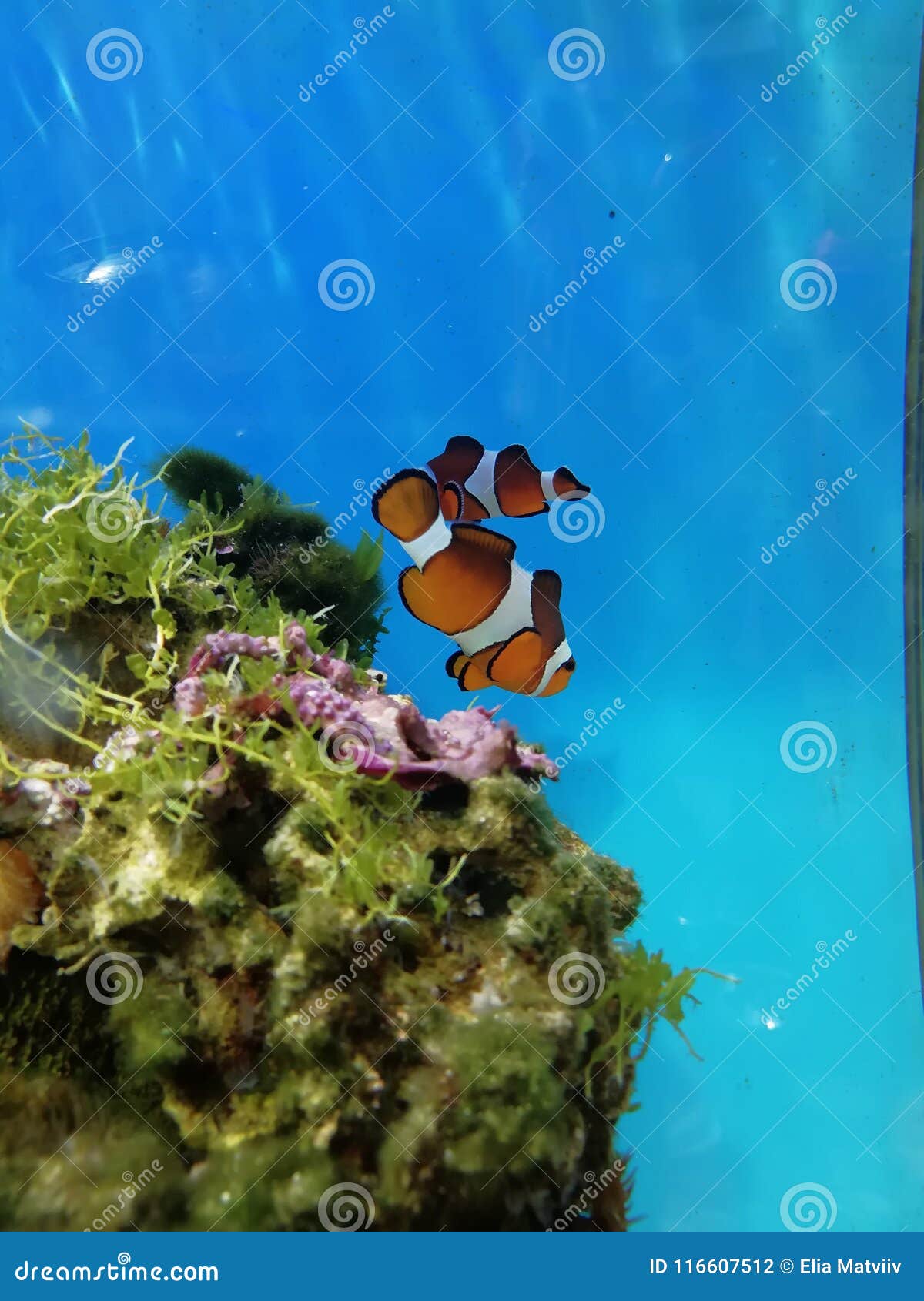 Nemo-Fische stockfoto. Bild von nave, aquarium, fische - 116607512