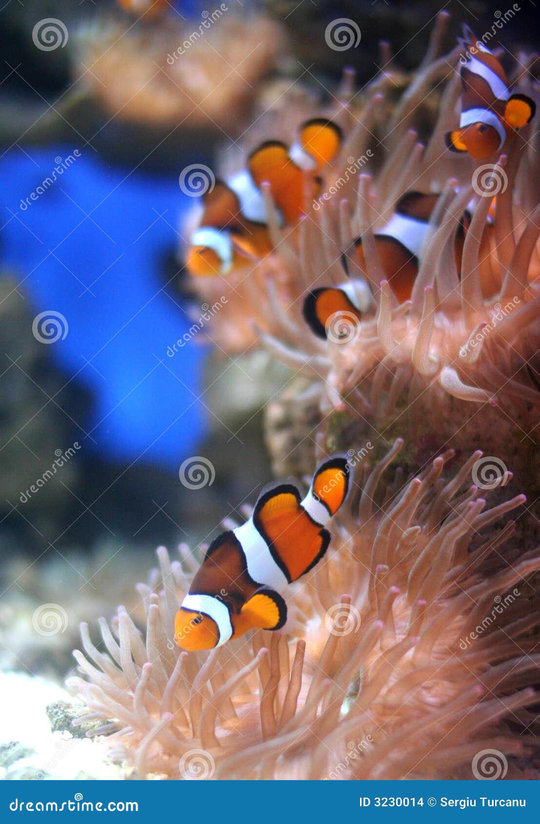 Nemo Fische stockfoto. Bild von bunt, meer, ansicht, frech - 3230014
