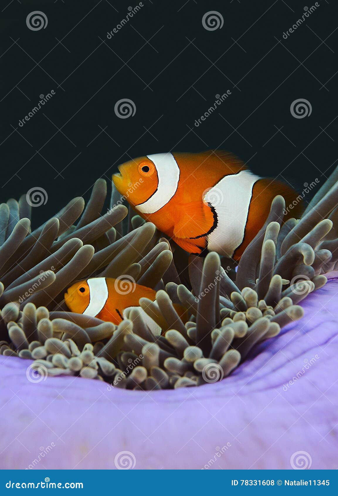 Nemo-Fische Oder Clownfische in Der Seeanemone Stockfoto - Bild von ...