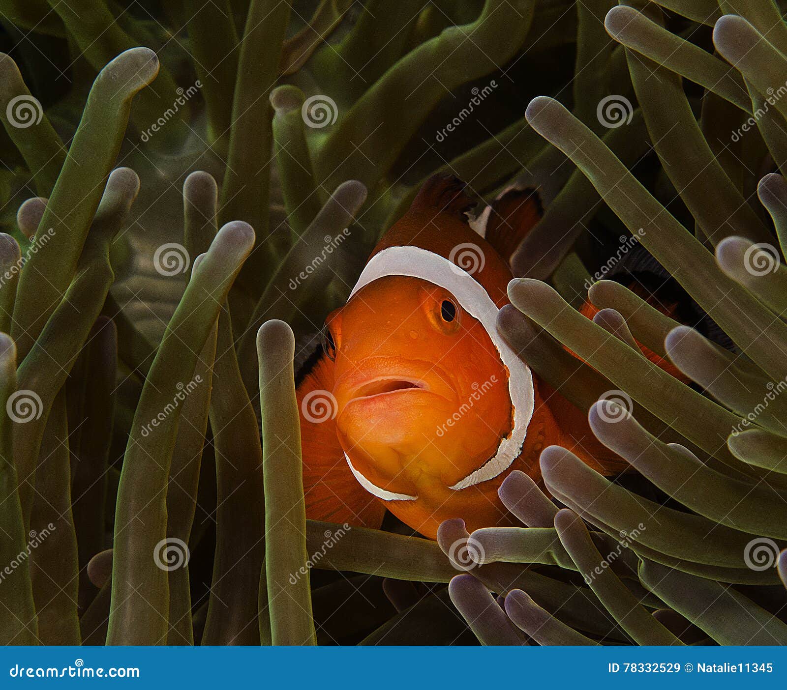 Nemo-Fische Oder Clownfische in Der Seeanemone Stockbild - Bild von ...
