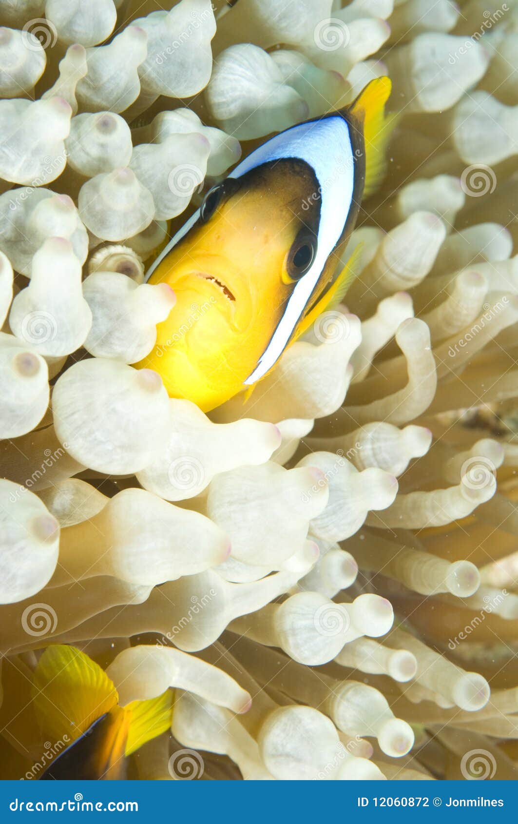 Nemo fish stock photo. Image of activity, seascape, diving - 12060872