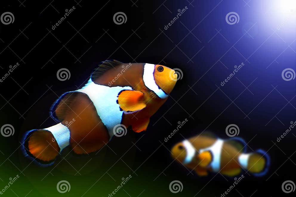 Nemo fish stock image. Image of green, nature, salt, aquarium - 15636527