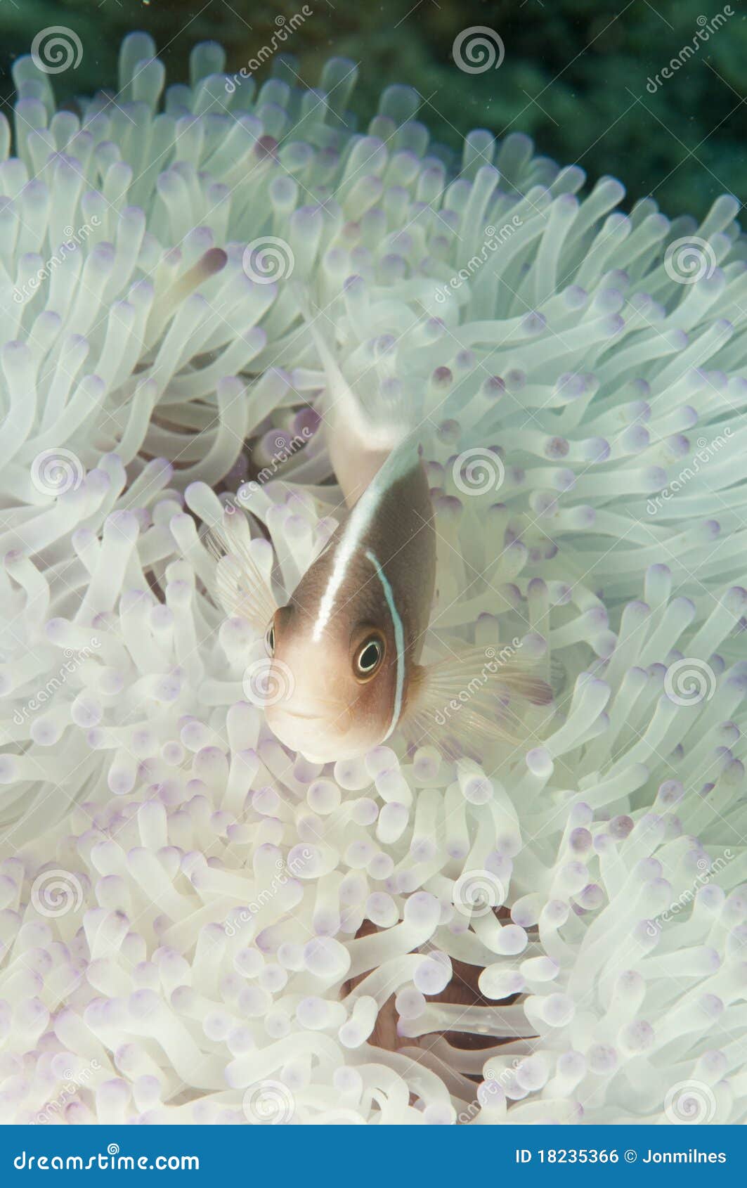 Nemo fish stock photo. Image of reef, dive, ocean, baby - 18235366