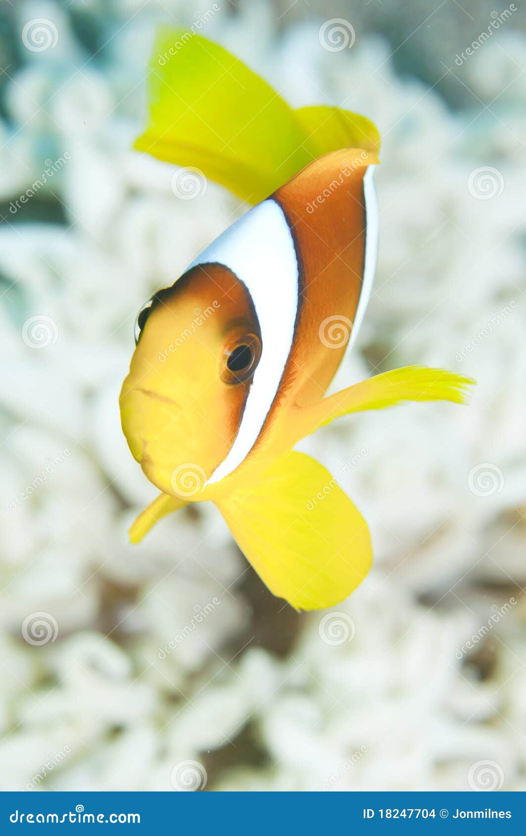 Nemo fish stock photo. Image of exotic, thailand, dive - 18247704