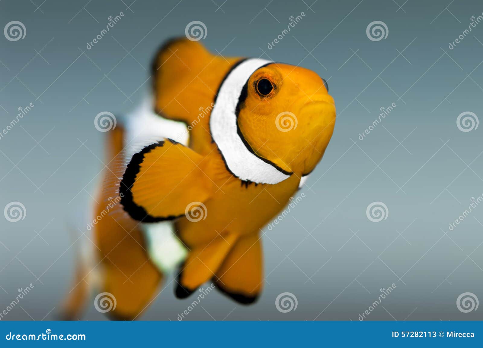 Nemo Fish,clownfish - Close Up Stock Image - Image of diving, exotic ...