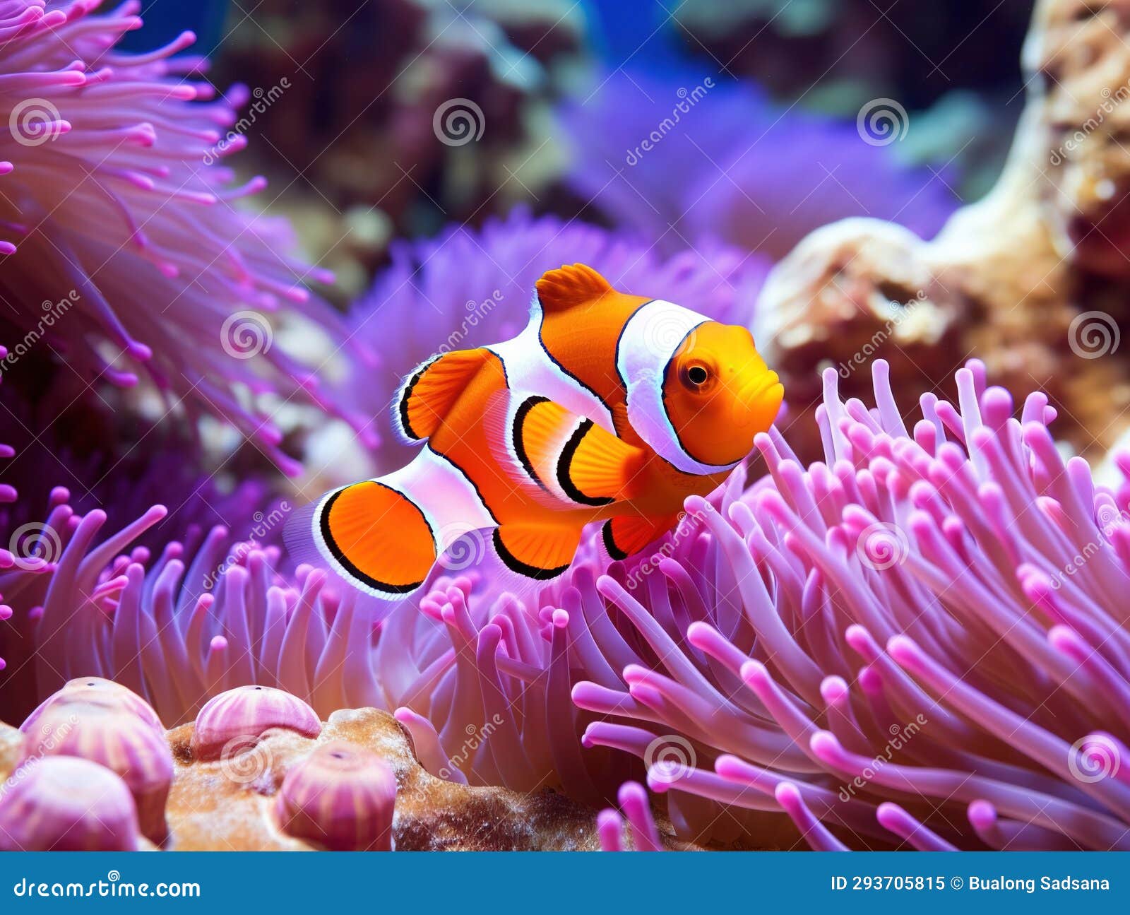 Ai Generated Illustration Wildlife Concept of Nemo Fish Stock ...