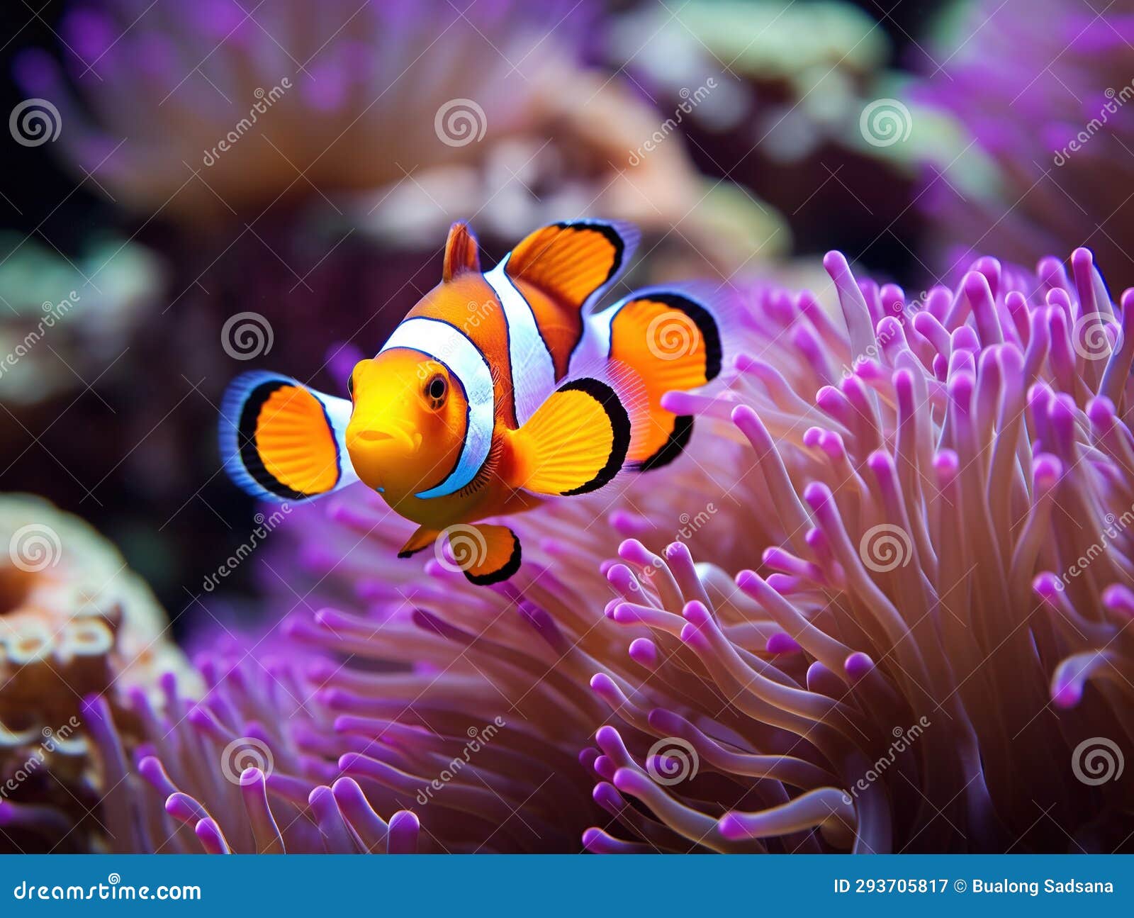 Nemo Fish Swimming With Dory Cartoon Royalty-Free Stock Photography ...