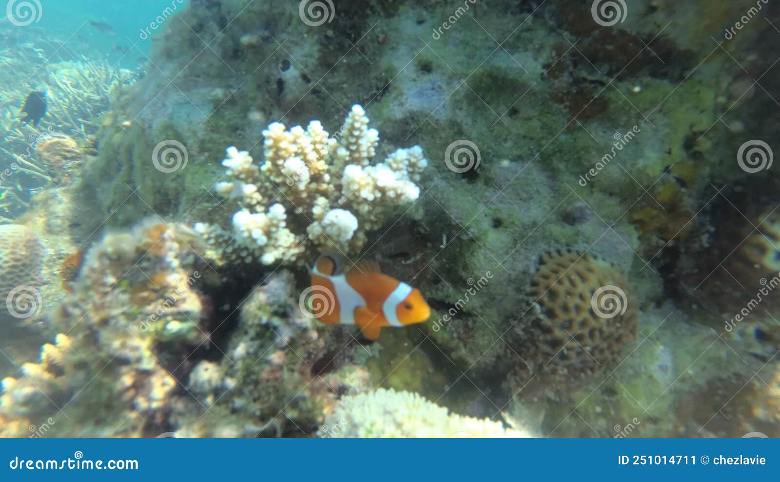 Coral Reef with Nemo Fish and Coral Stock Video - Video of sunlight ...