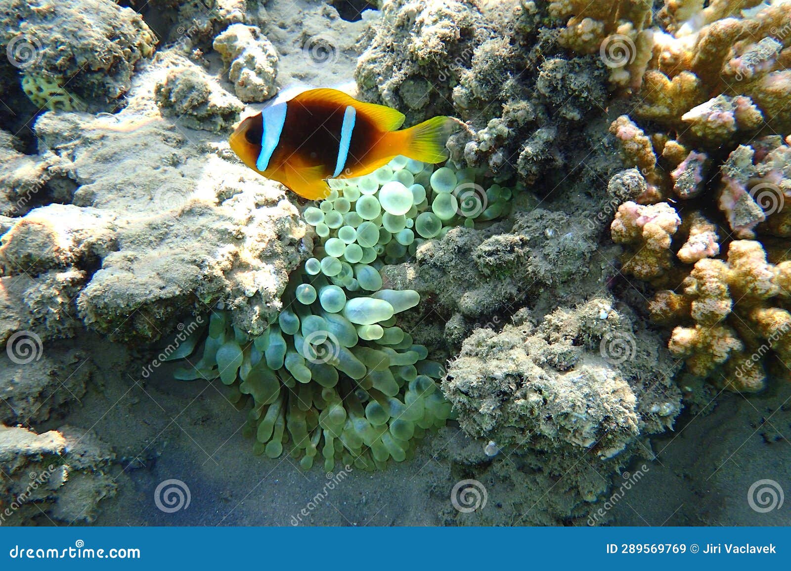 Nemo fish from the Red Sea stock image. Image of ocellaris - 289569769