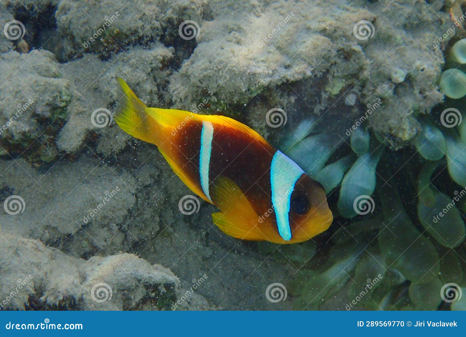 Nemo fish from the Red Sea stock photo. Image of aquarium - 289569770