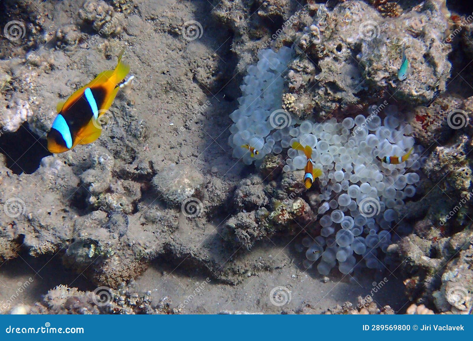Nemo fish from the Red Sea stock photo. Image of clown - 289569800