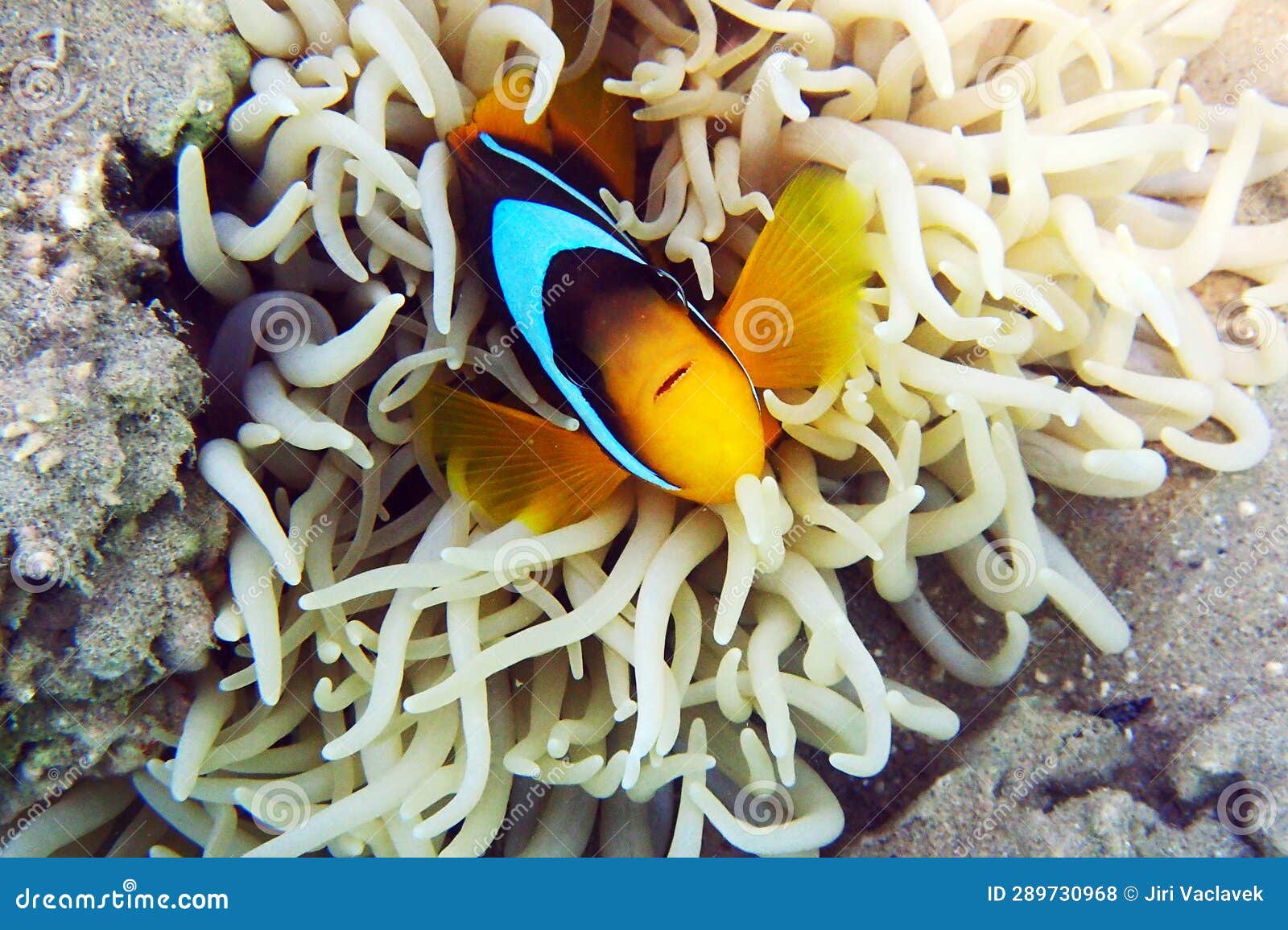 Nemo fish from the Red Sea stock photo. Image of animal - 289730968