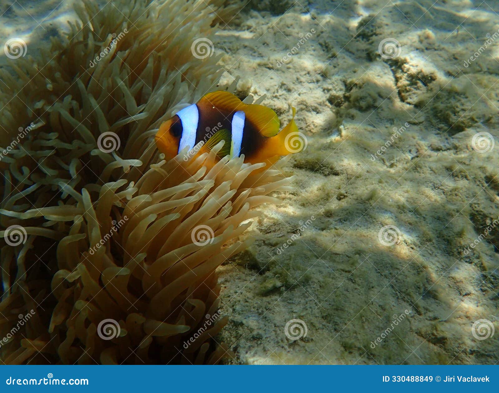 Nemo fish from the red sea stock image. Image of reef - 330488849