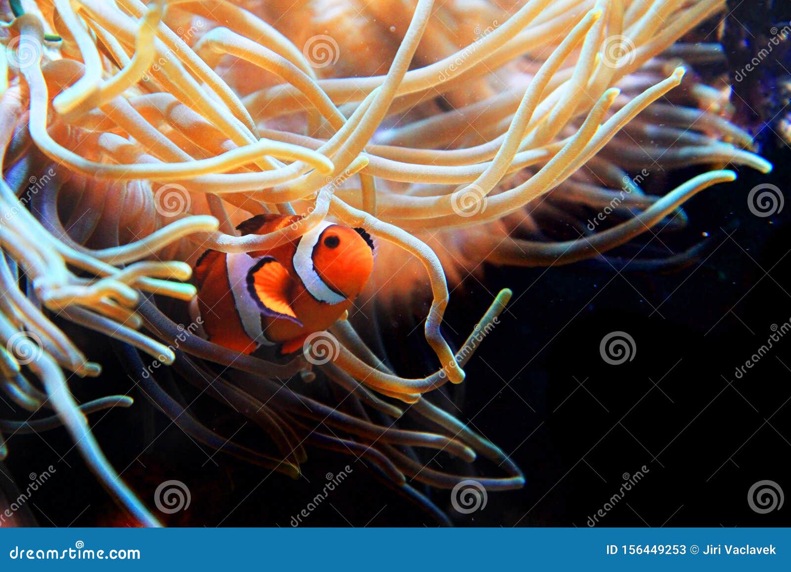 Nemo fish from the red sea stock image. Image of coral - 156449253