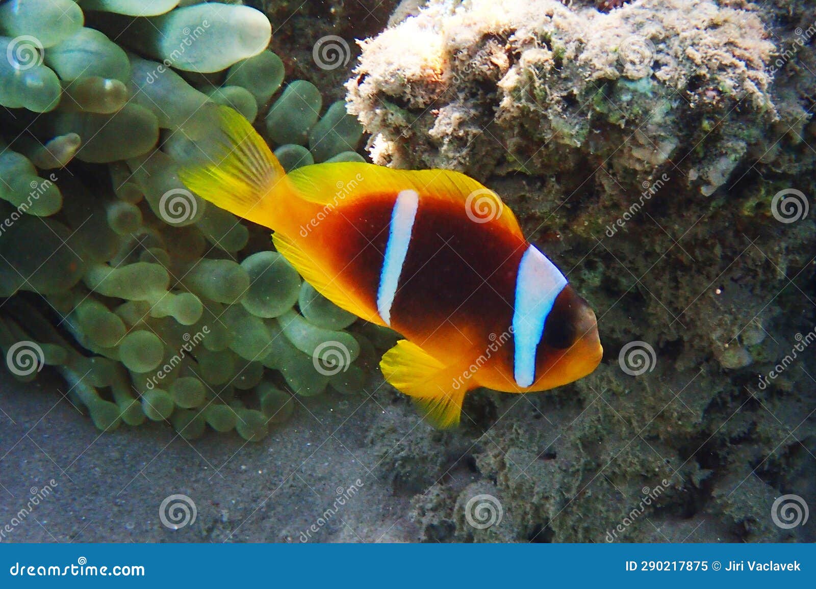 Nemo fish from the Red Sea stock image. Image of ocellaris - 290217875