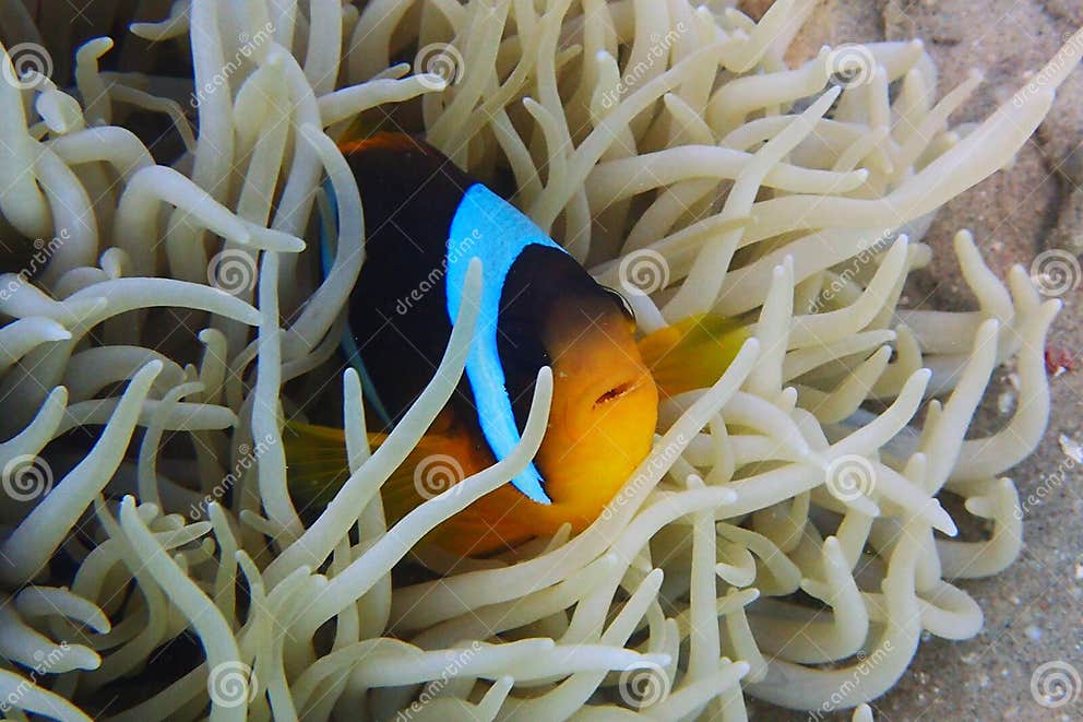 Nemo fish from the Red Sea stock photo. Image of saltwater - 290819576
