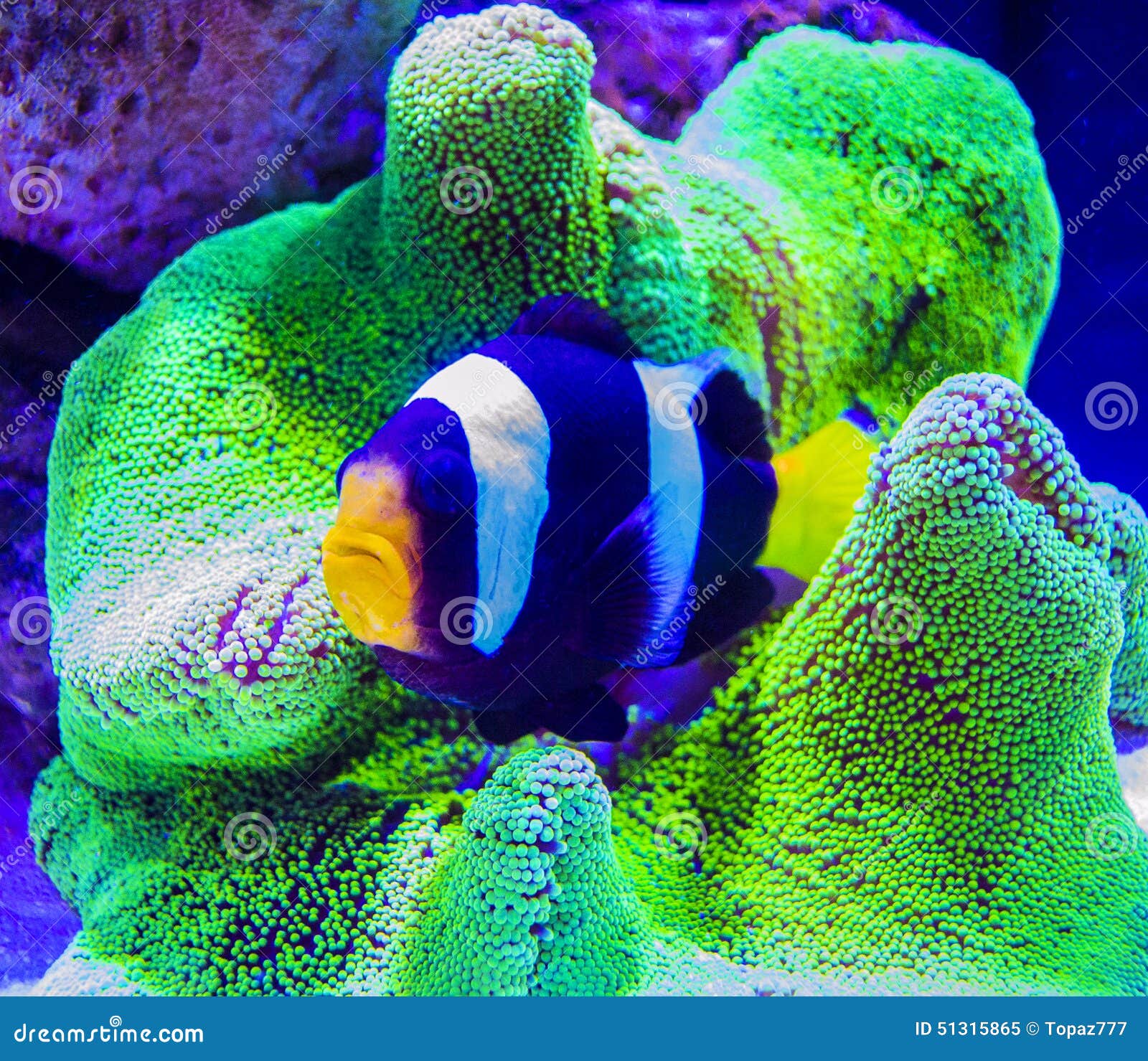 Nemo fish and sea anemone stock image. Image of solomon - 51315865