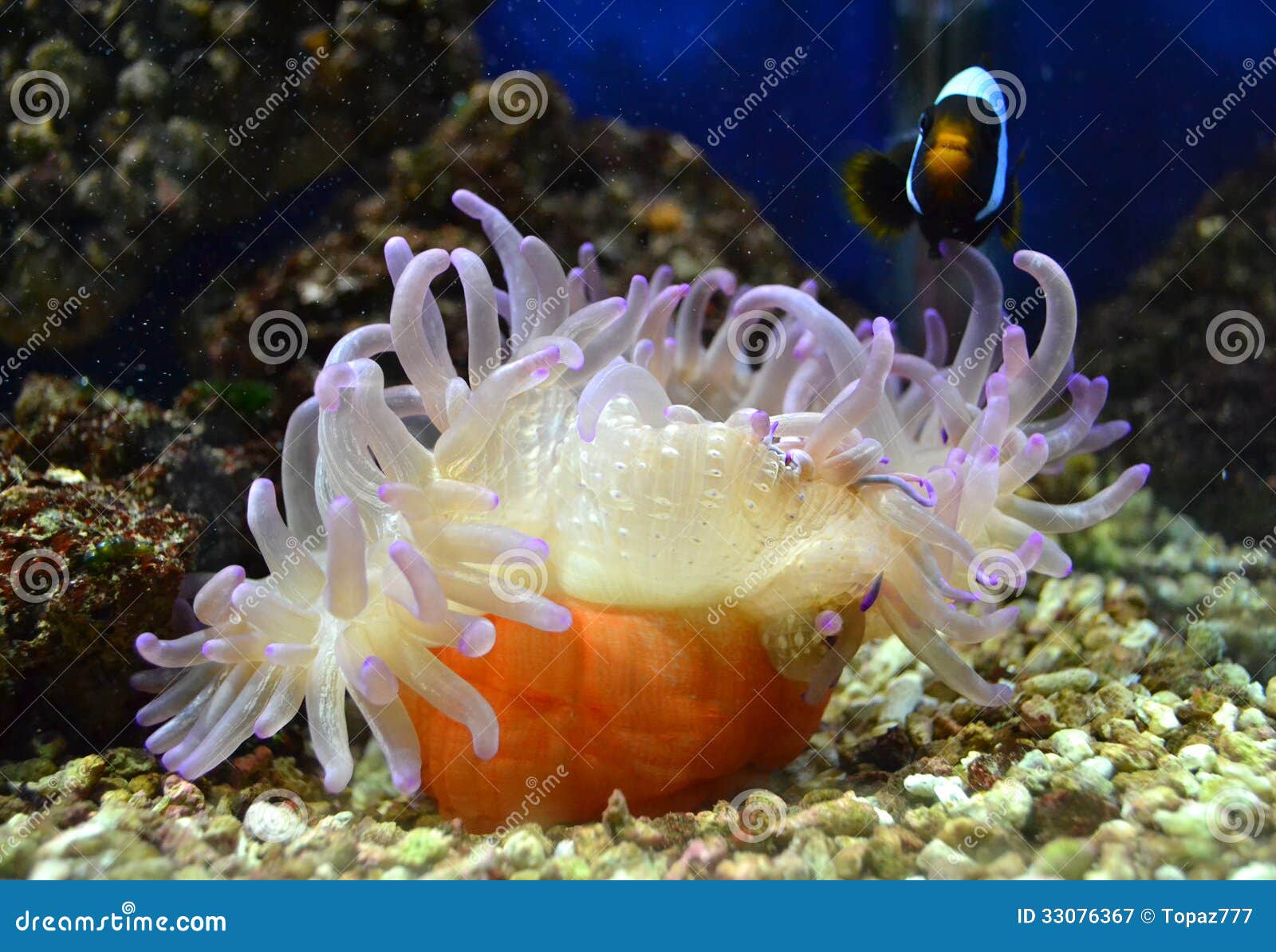 Nemo fish and sea anemone stock image. Image of bicinctus - 33076367