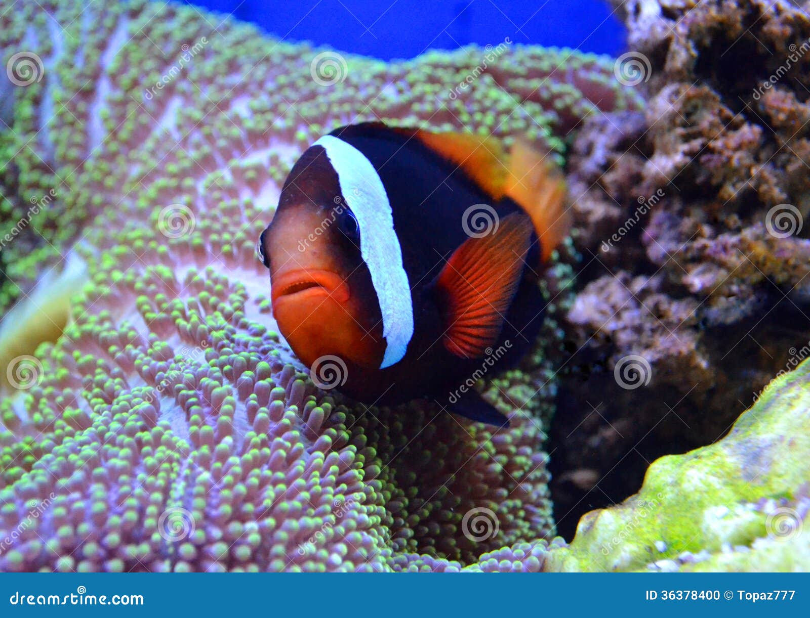 Nemo fish and sea anemone stock photo. Image of anemone - 36378400