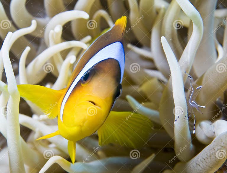 Nemo Fish with Small Shrimp Stock Image - Image of reef, fish: 12060677