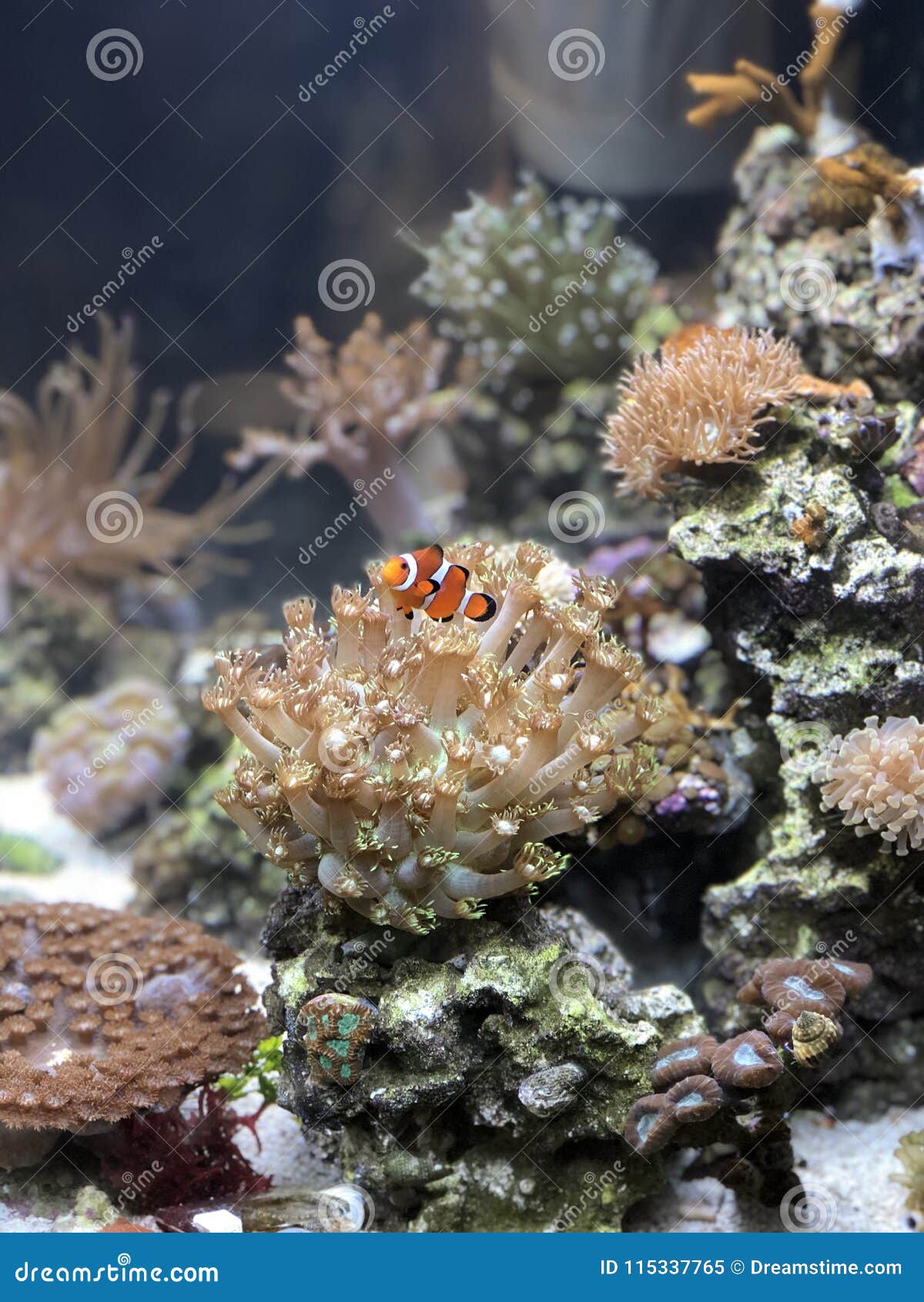 Nemo fish stock image. Image of coral, nemo, fish, tank - 115337765