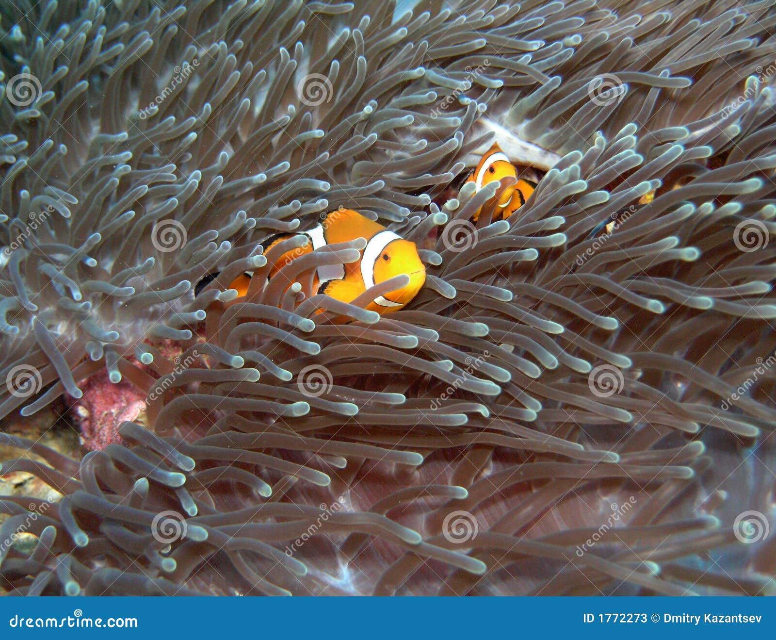 Nemo fish2 stock image. Image of marine, tropics, salt - 1772273
