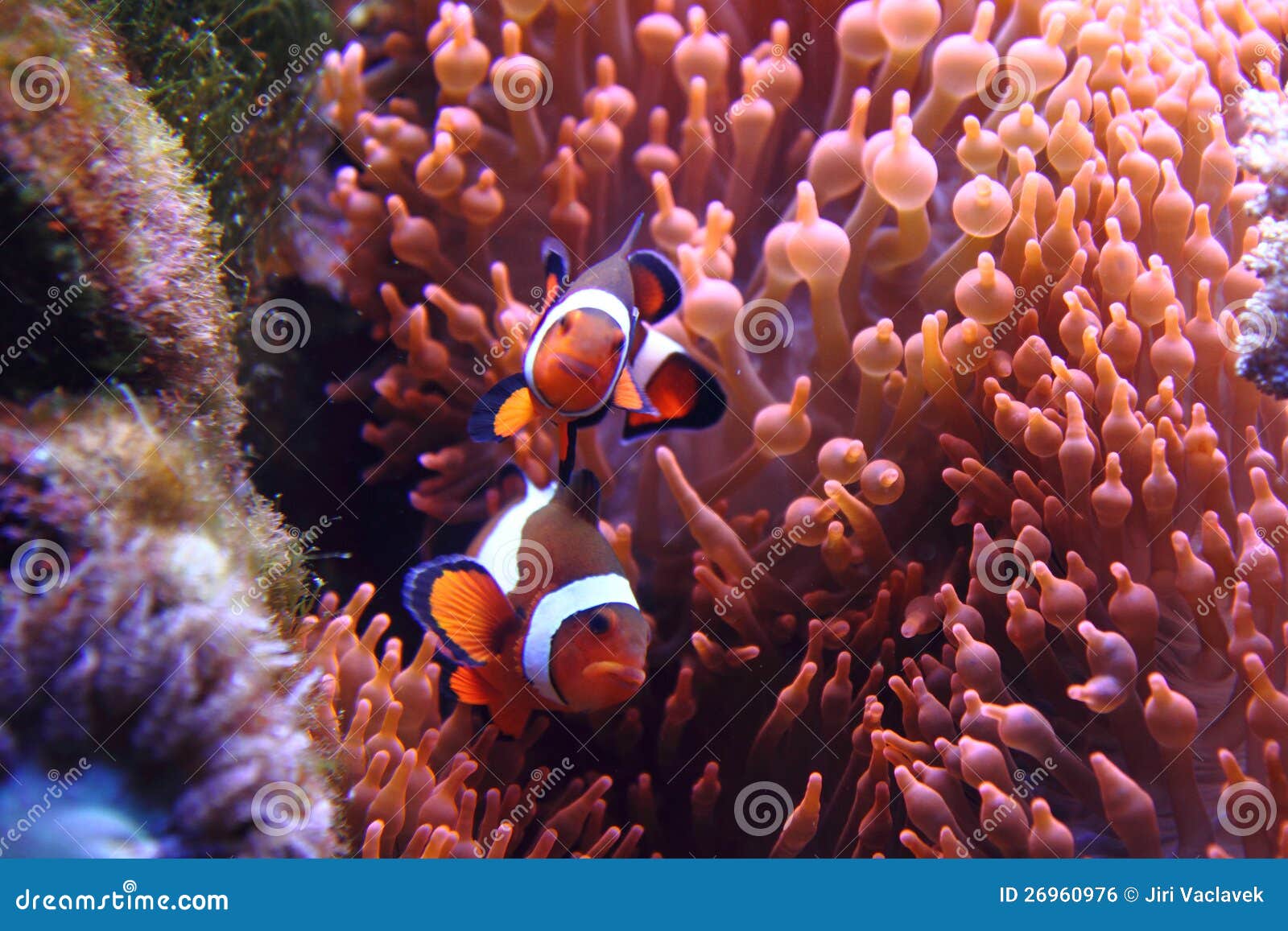 Nemo fishes stock photo. Image of life, pacific, clownfish - 26960976