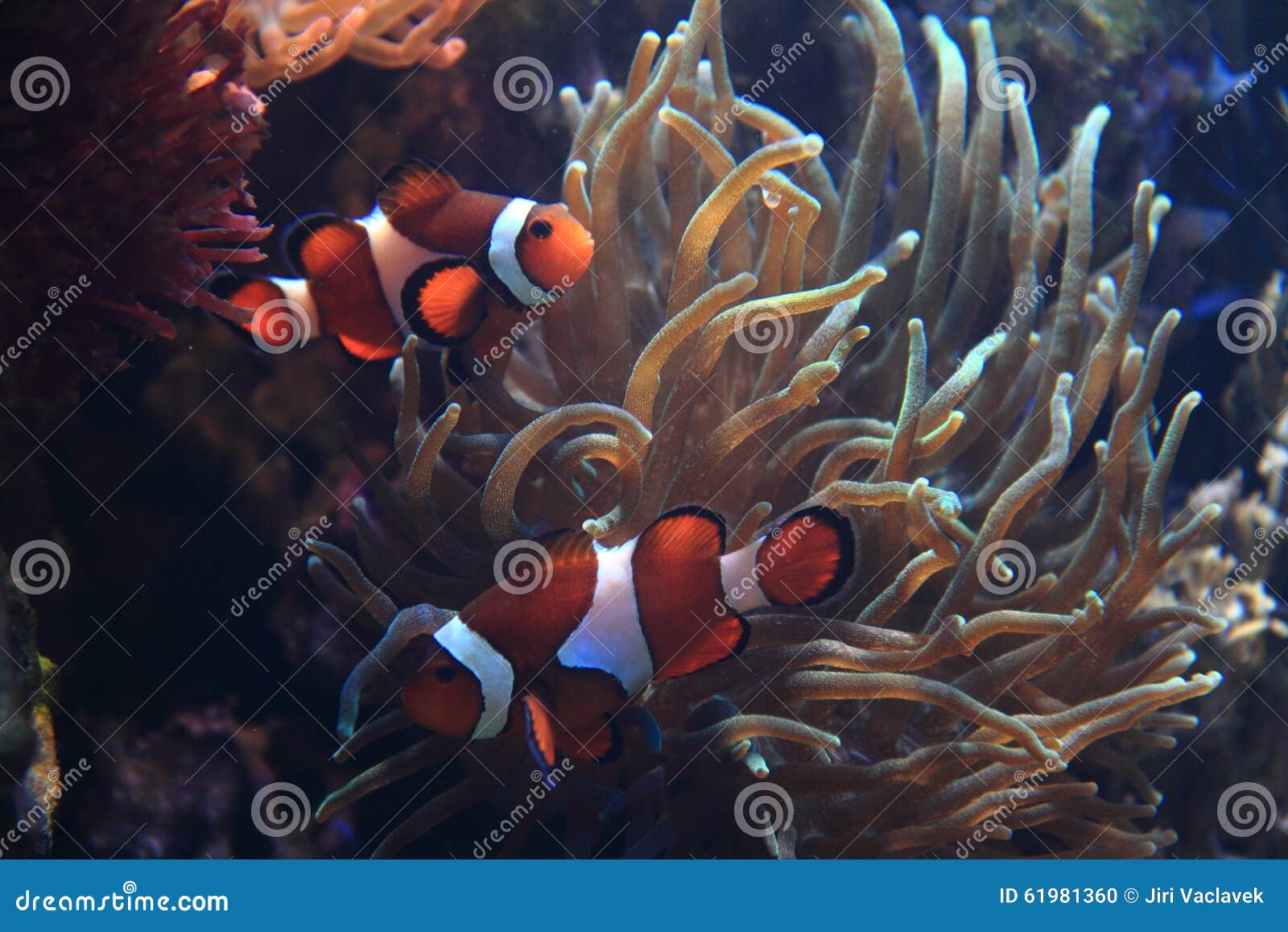 Nemo fisk (clownfisken) arkivfoto. Bild av fisk, makro - 61981360