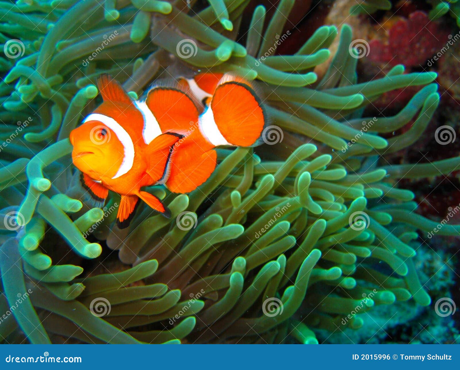 Nemo Found stock photo. Image of reef, nemo, species, animal - 2015996