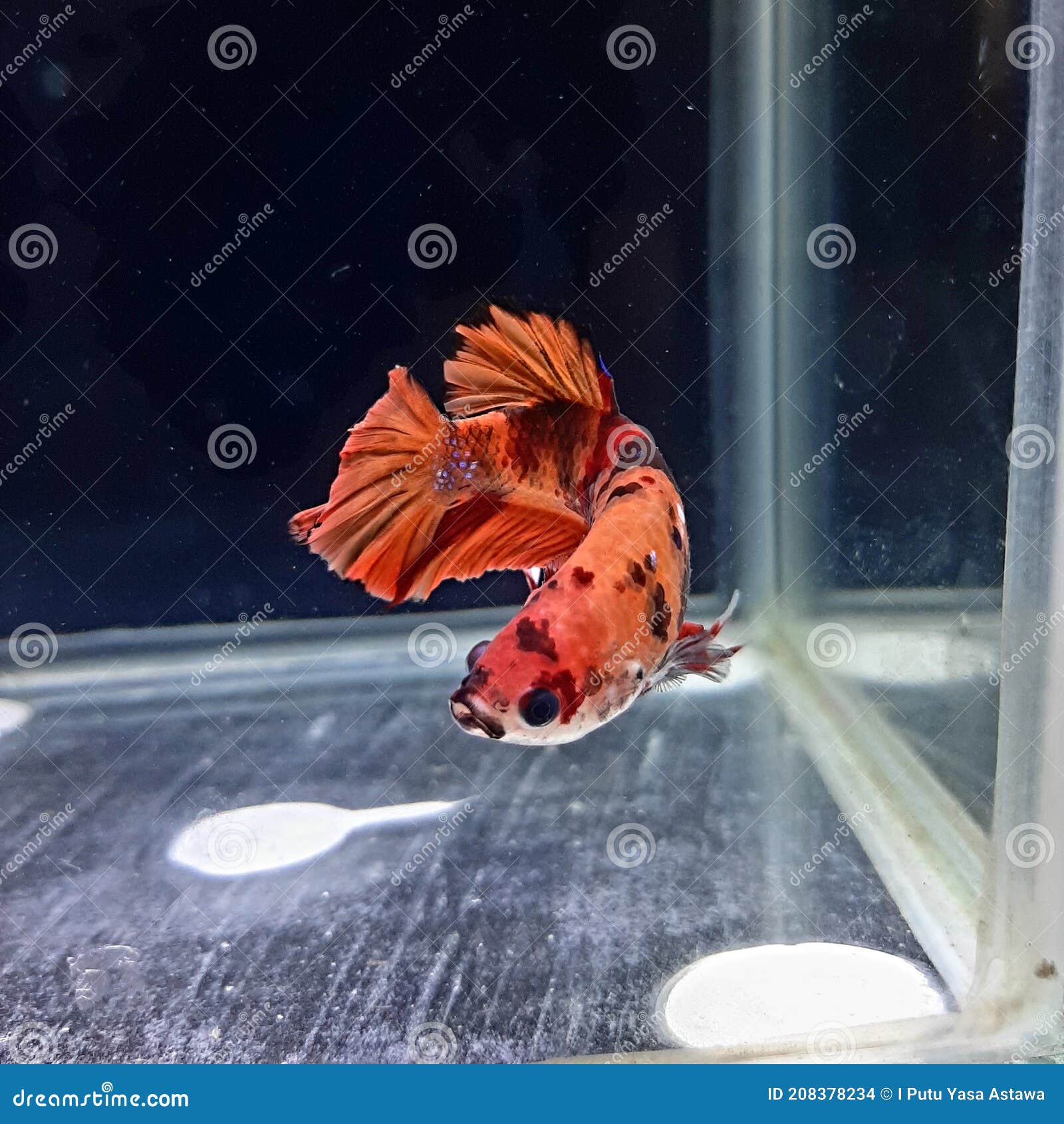 Nemo Galaxi Betta Fish Pose Stock Photo - Image of nemo, galaxi: 208378234