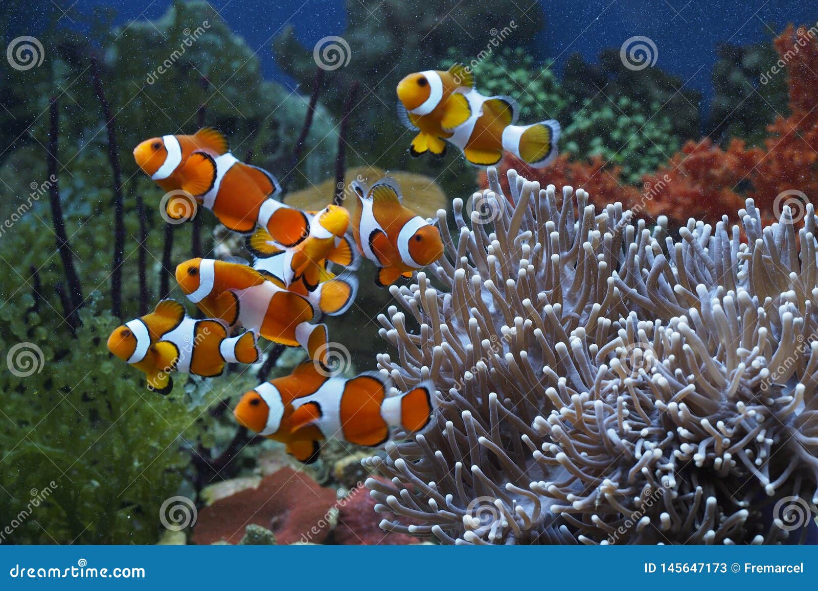 Nemo group stock image. Image of fish, group, nemo, animal - 145647173