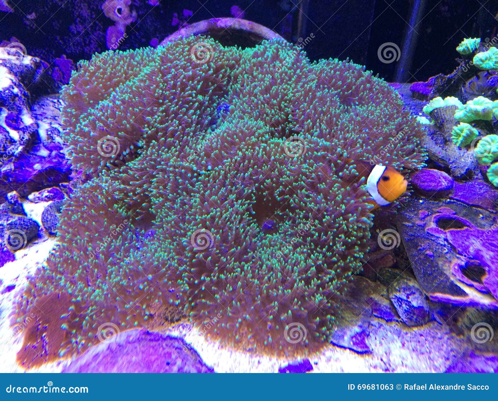 Nemo Hide and Seek stock image. Image of tank, hide, seek - 69681063