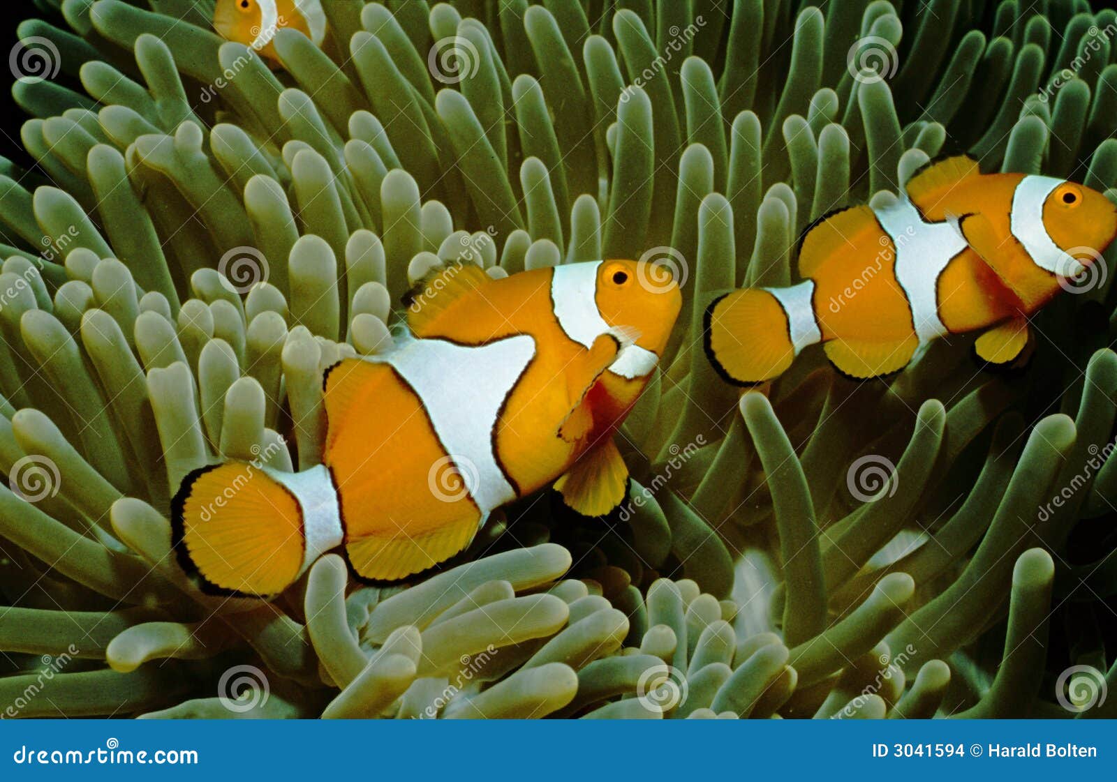 Nemo at home stock photo. Image of reef, underwater, fish - 3041594