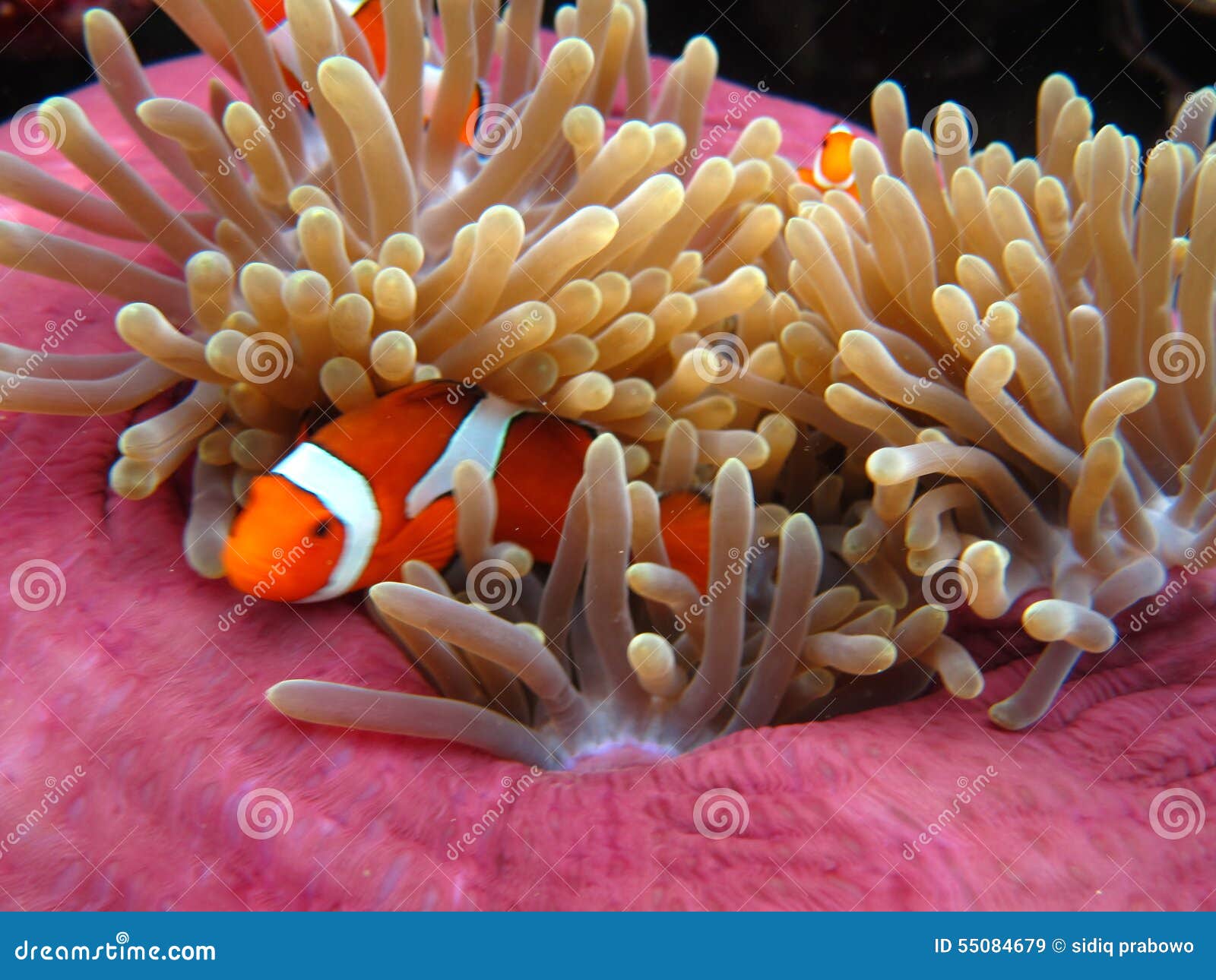 Nemo stock image. Image of coral, indonesia, nemo, nature - 55084679