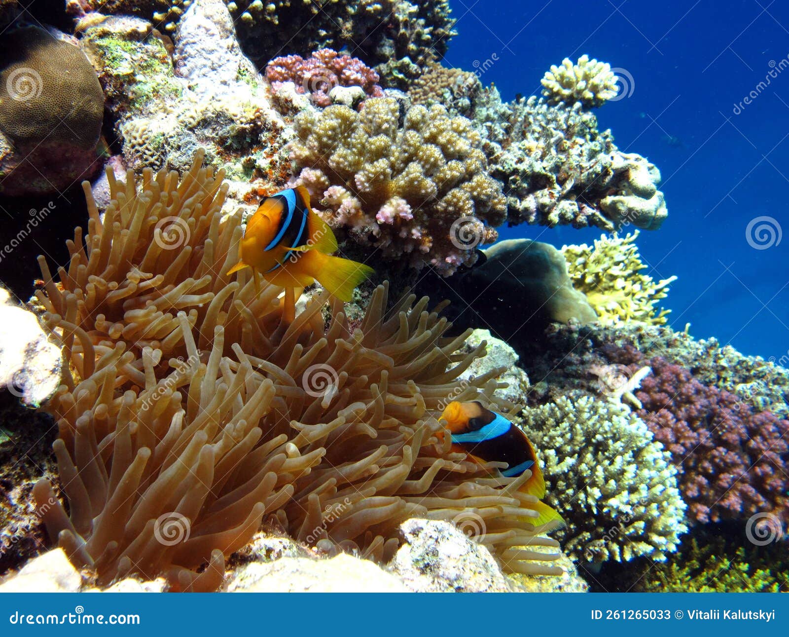 Nemo . Pez Payaso Amphiprion Amphiprioninae. Imagen de archivo - Imagen ...