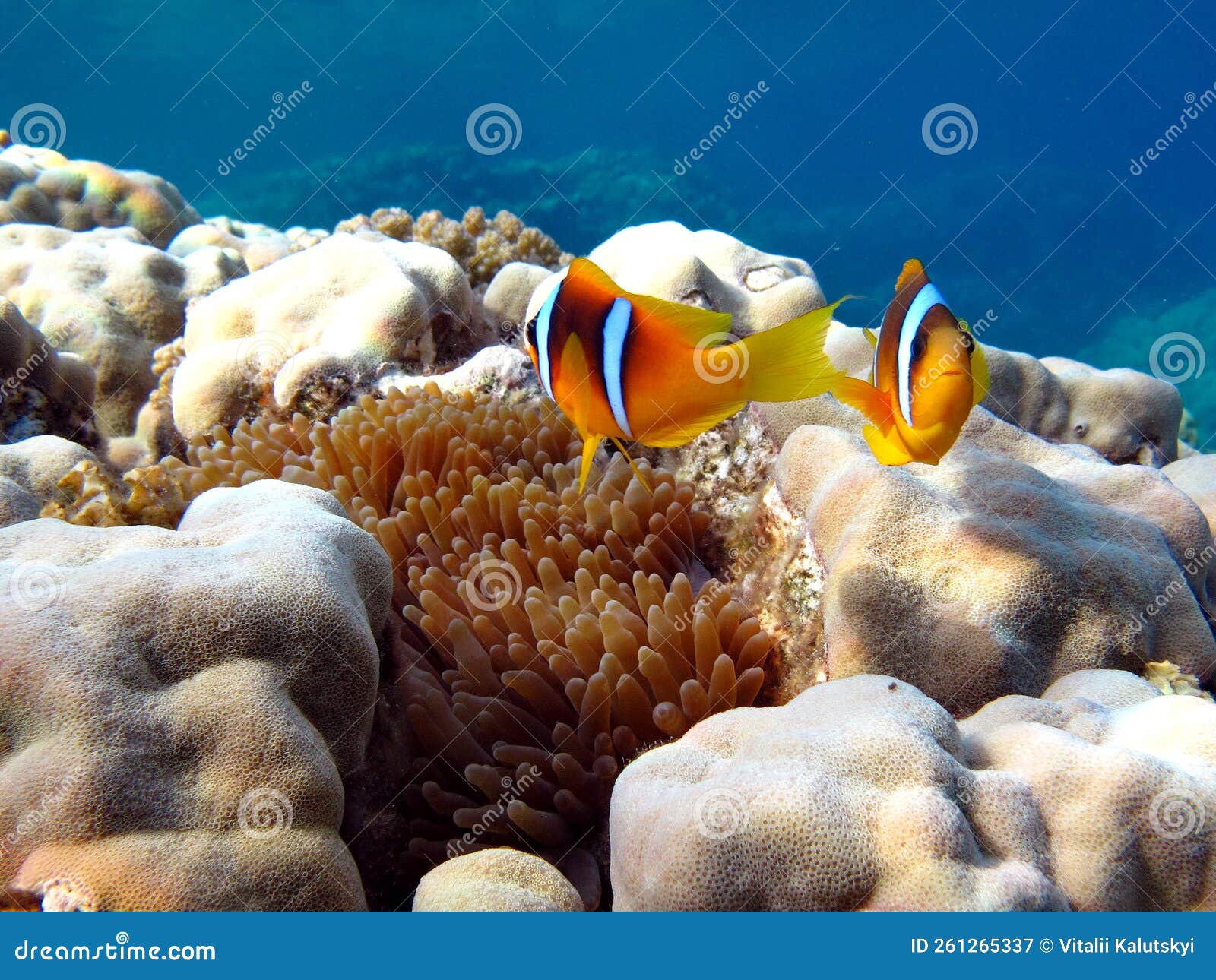 Nemo . Pez Payaso Amphiprion Amphiprioninae. Imagen de archivo - Imagen ...