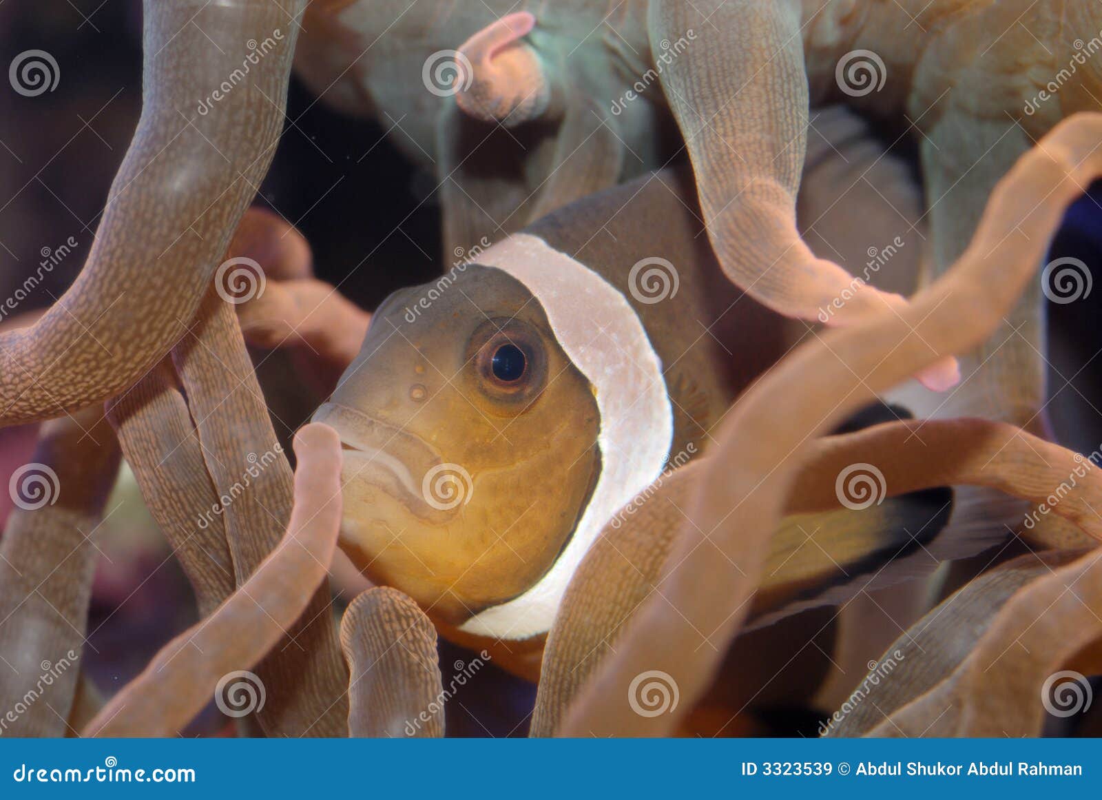 Nemo portrait stock image. Image of pose, nemo, portraits - 3323539