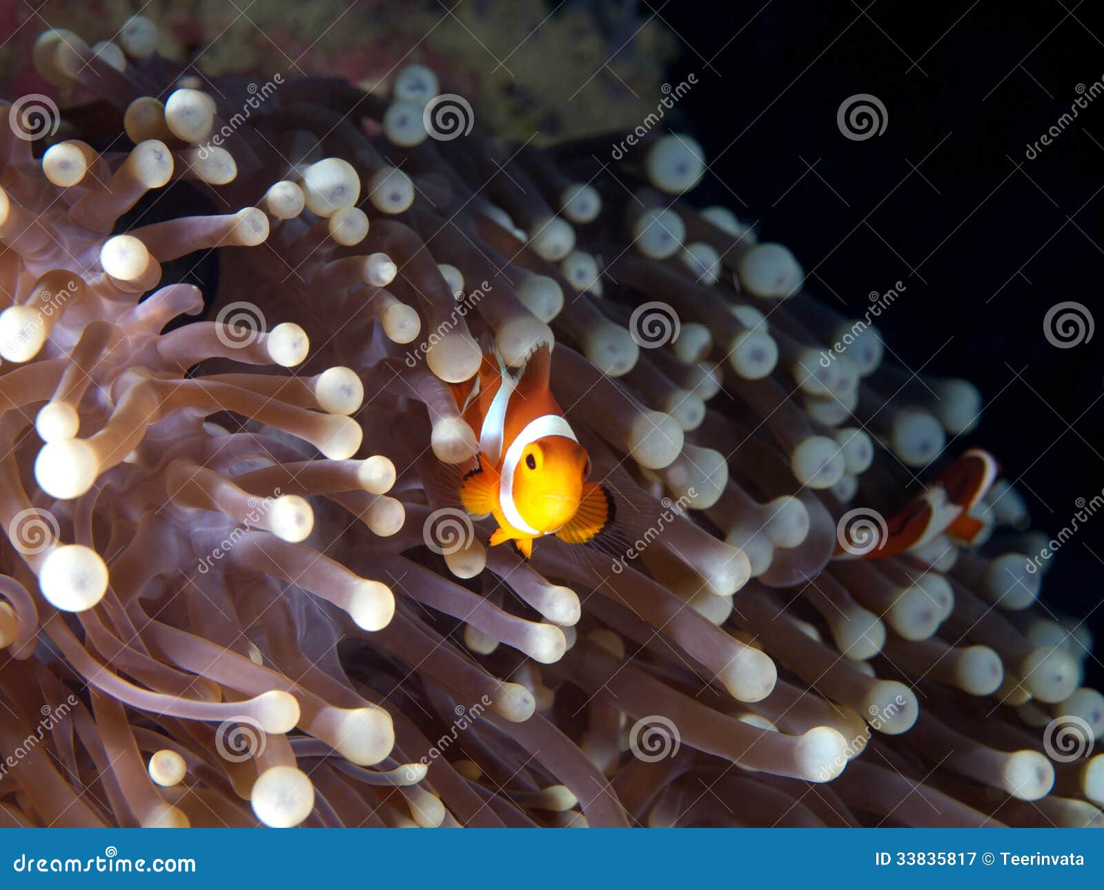 Nemo Que Esconde Em Sua Casa Da Anêmona Imagem de Stock - Imagem de ...