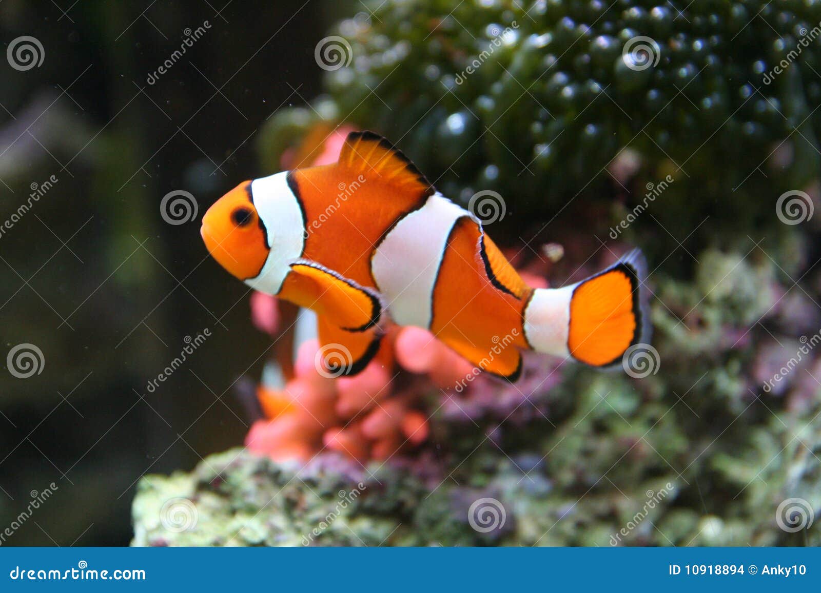 Nemo Tiene Gusto De Pescados Del Payaso Foto de archivo - Imagen de ...