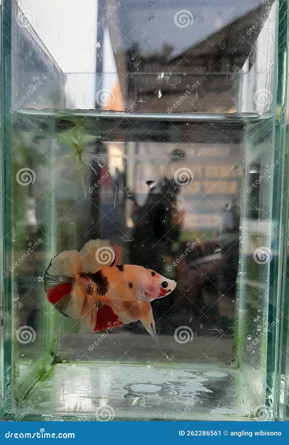 Nemo Type Betta Fish with Nearly Perfect Color Mutations Stock Image ...